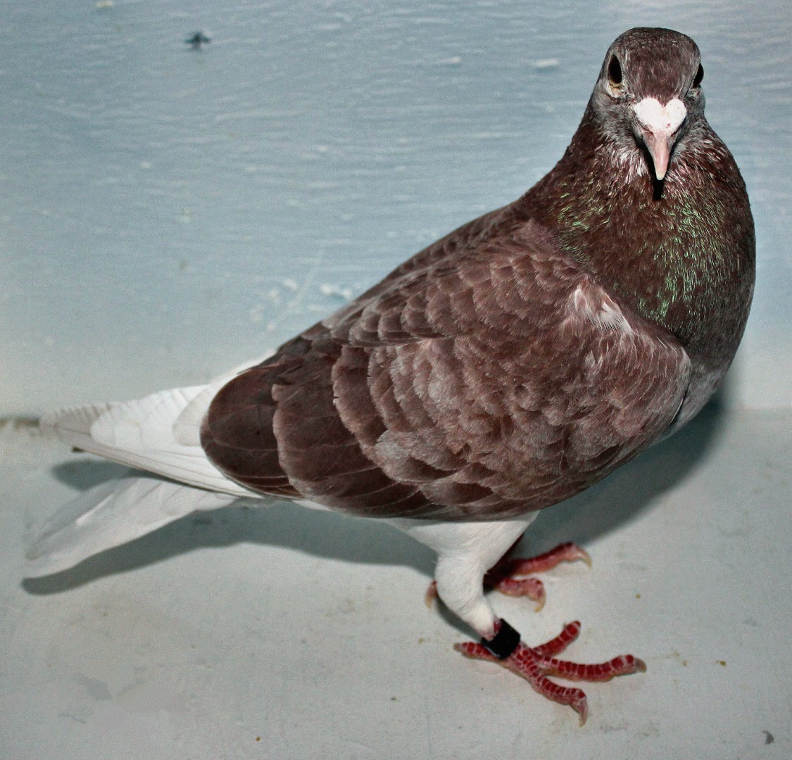 ClayHaven Farms | Racing Pigeons | Pure Paul Sions | Pure Hansennes