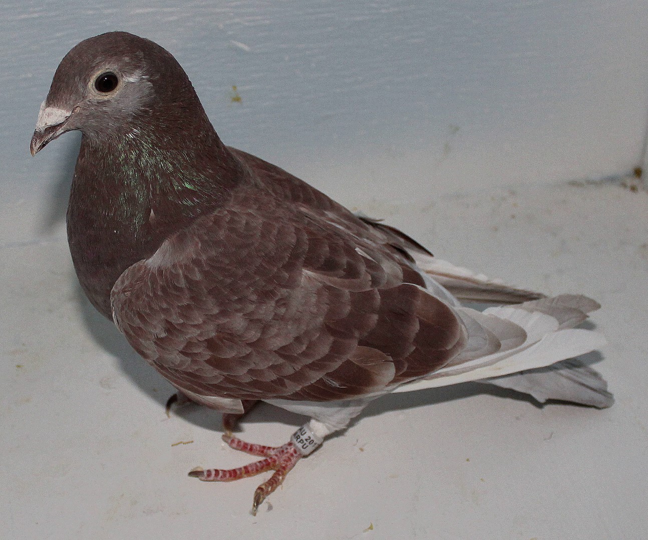 ClayHaven Farms | Racing Pigeons | Pure Paul Sions | Pure Hansennes