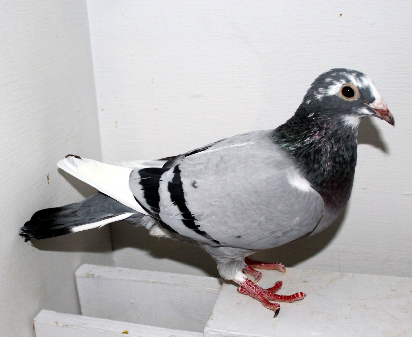 ClayHaven Farms | Racing Pigeons | Pure Paul Sions | Pure Hansennes