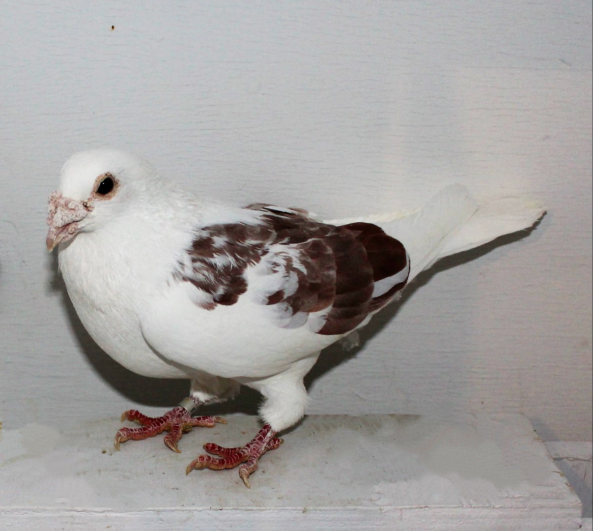 ClayHaven Farms | Racing Pigeons | Pure Paul Sions | Pure Hansennes