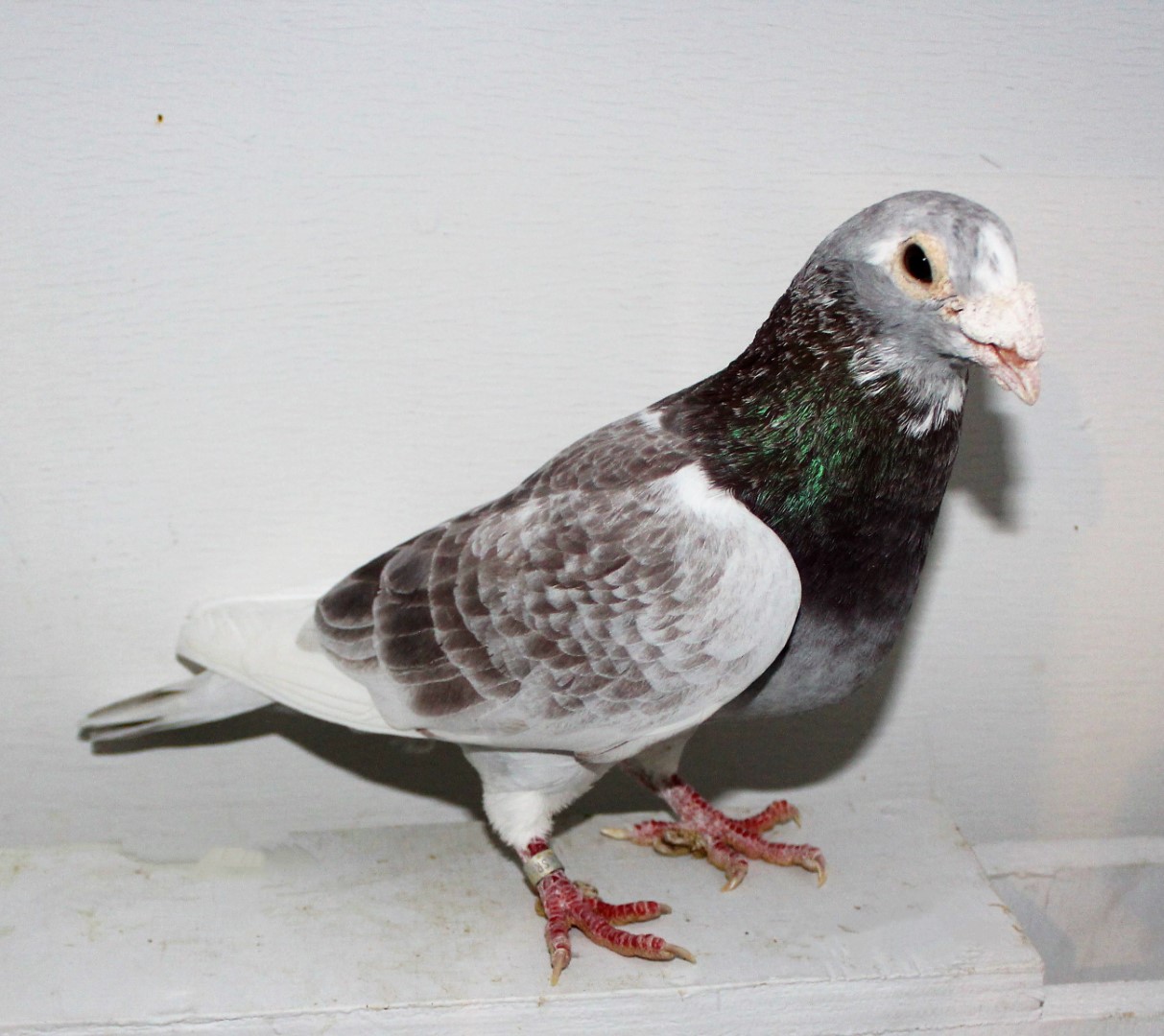 ClayHaven Farms | Racing Pigeons | Pure Paul Sions | Pure Hansennes