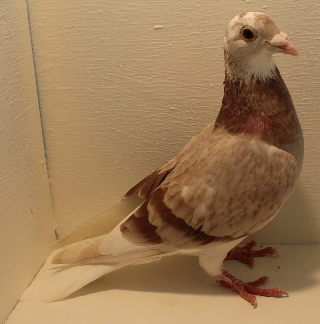 ClayHaven Farms | Racing Pigeons | Pure Paul Sions | Pure Hansennes