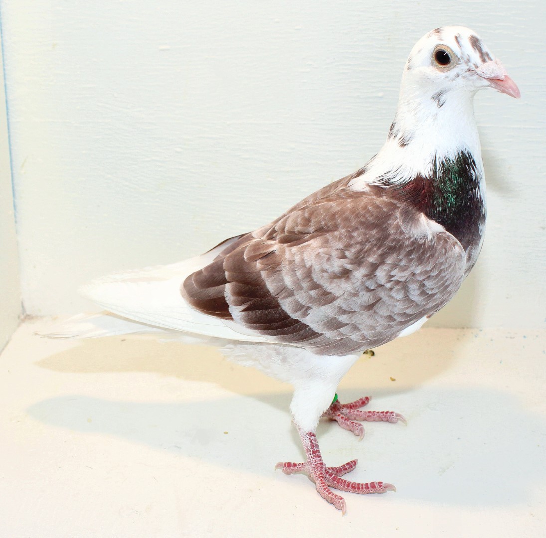 ClayHaven Farms | Racing Pigeons | Pure Paul Sions | Pure Hansennes