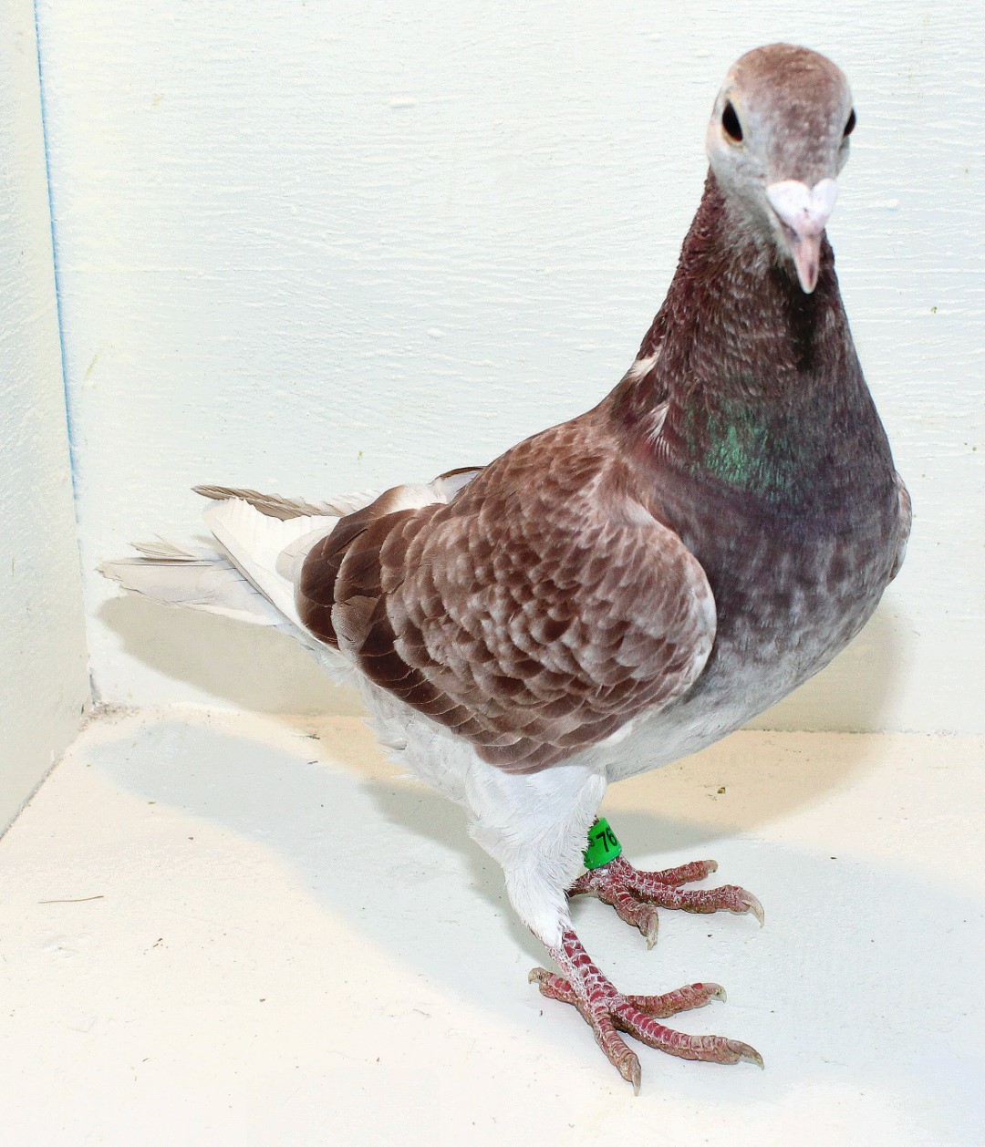 ClayHaven Farms | Racing Pigeons | Pure Paul Sions | Pure Hansennes