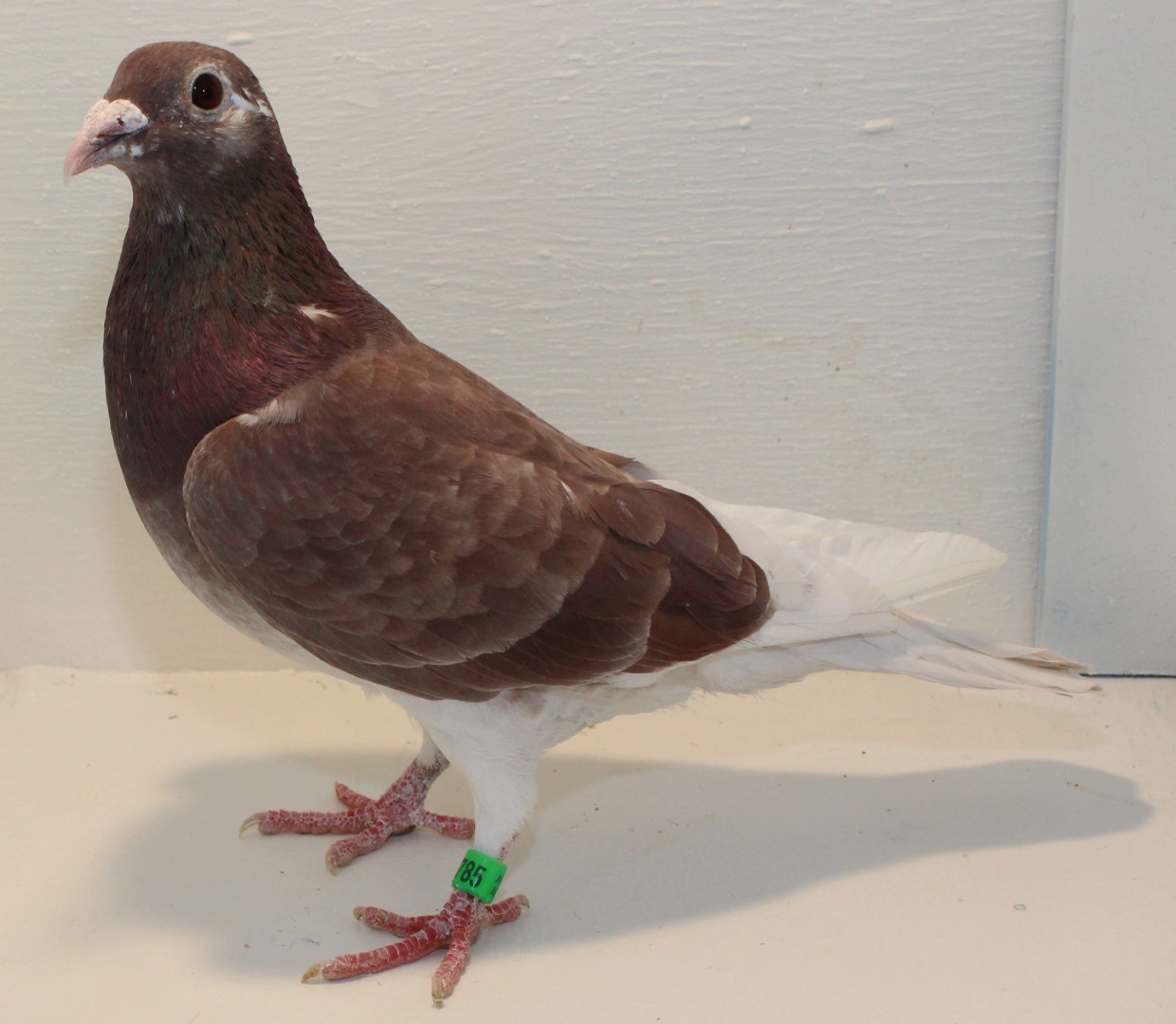 ClayHaven Farms | Racing Pigeons | Pure Paul Sions | Pure Hansennes