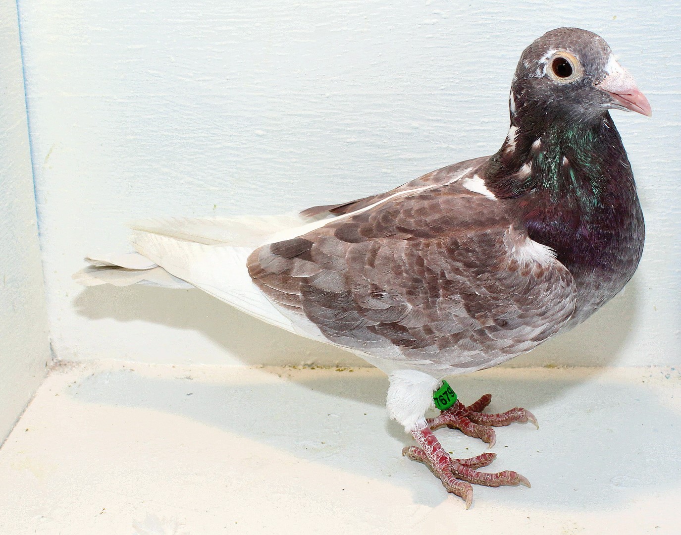 ClayHaven Farms | Racing Pigeons | Pure Paul Sions | Pure Hansennes