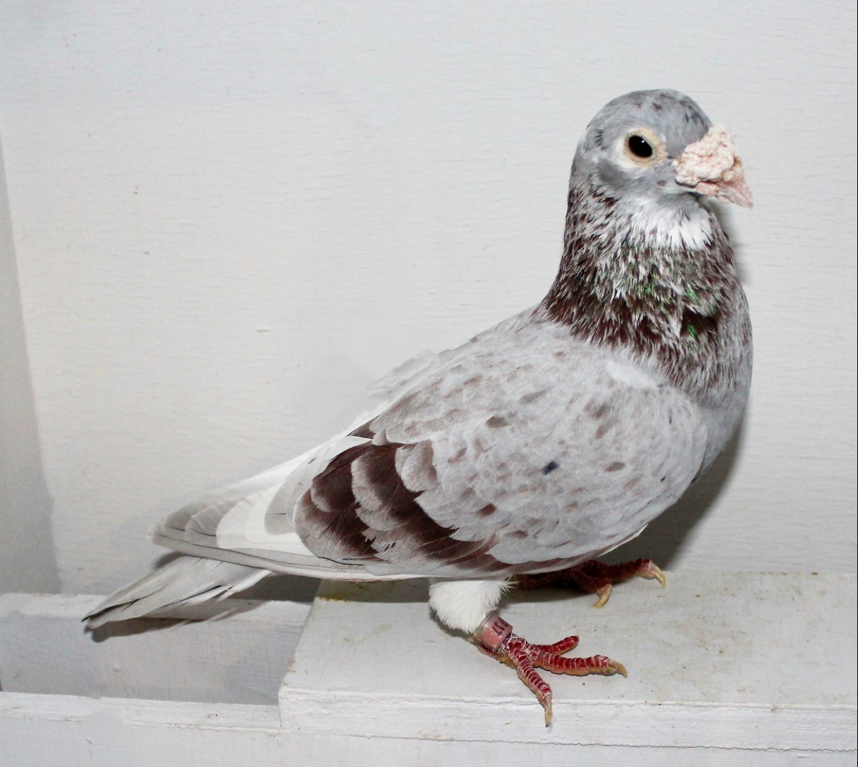 ClayHaven Farms | Racing Pigeons | Pure Paul Sions | Pure Hansennes