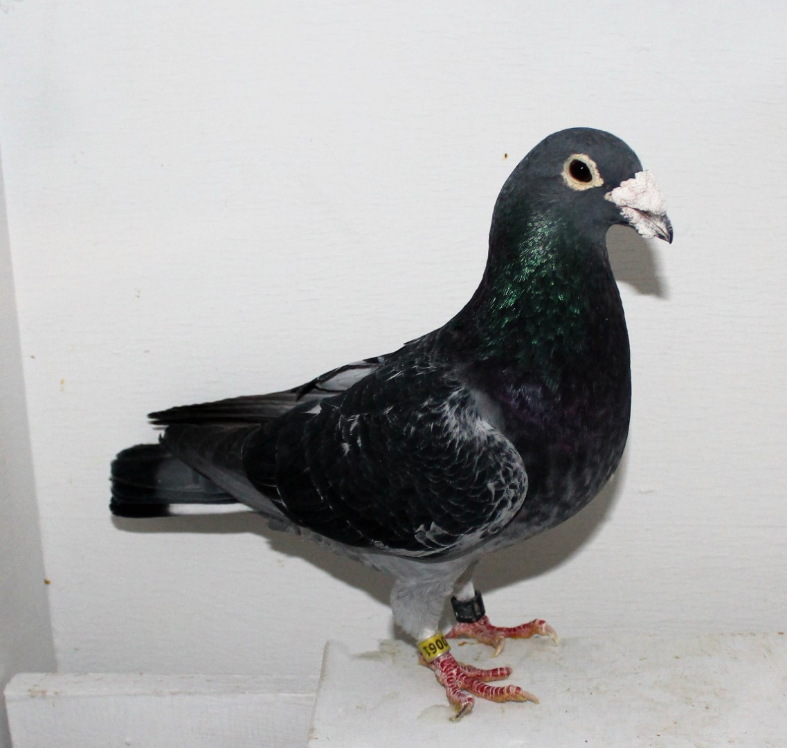 ClayHaven Farms | Racing Pigeons | Pure Paul Sions | Pure Hansennes